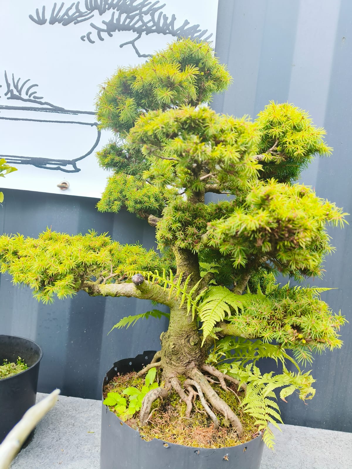 Outdoor Bonsai Tip: let your bonsai shine with the right sunshine